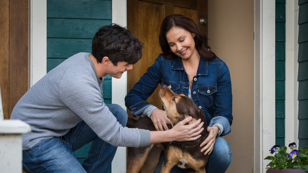 A Dog's Way Home review - Movies For Kids